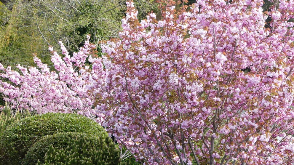 Cherry Tree in the Spring Time Stock Image - Image of cherry, tourist ...