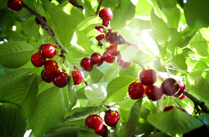 Cherry tree stock photo. Image of tree, farm, spring - 31620126