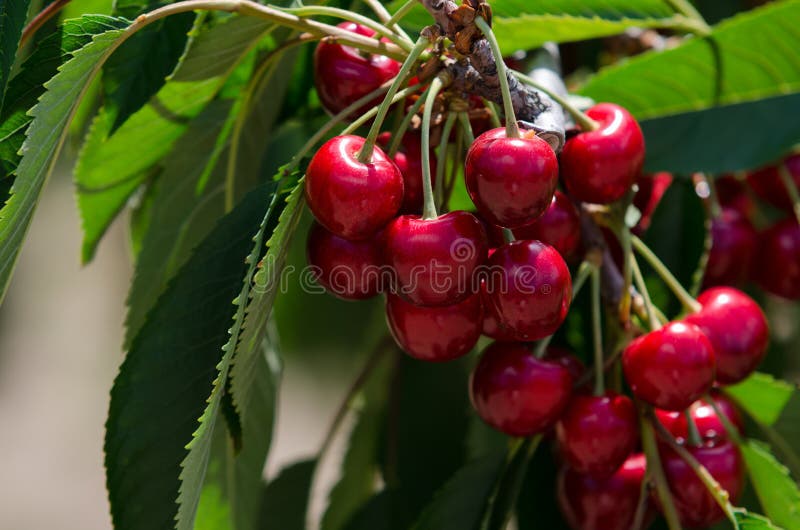 Cherry Tree in the Sunny Garden with Cherries Stock Image - Image of ...