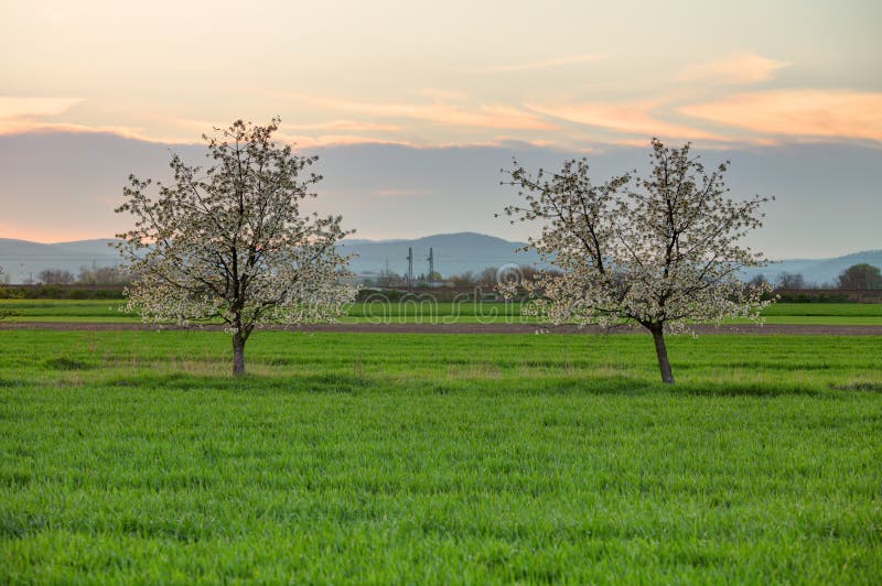 Cherry tree at sunset stock photo. Image of blue, flower - 54208002