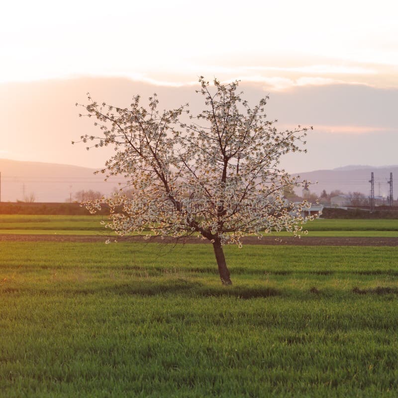 8,269 Beautiful Cherry Blossom Tree Sunset Stock Photos - Free ...