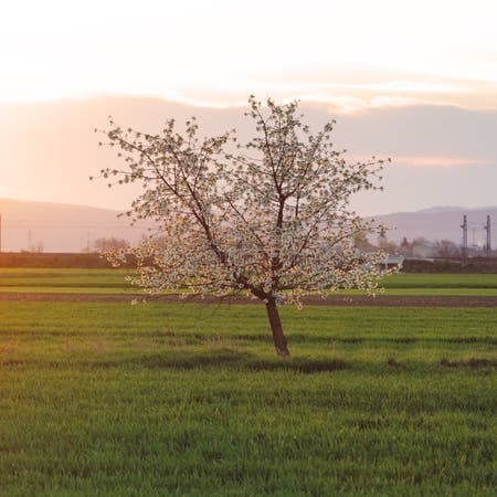 8,269 Beautiful Cherry Blossom Tree Sunset Stock Photos - Free ...