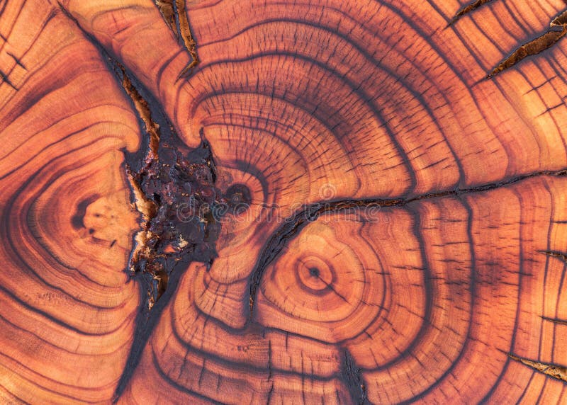 Cherry Tree Trunk Cross-section Burnt and Prefinished with Natural Oil ...