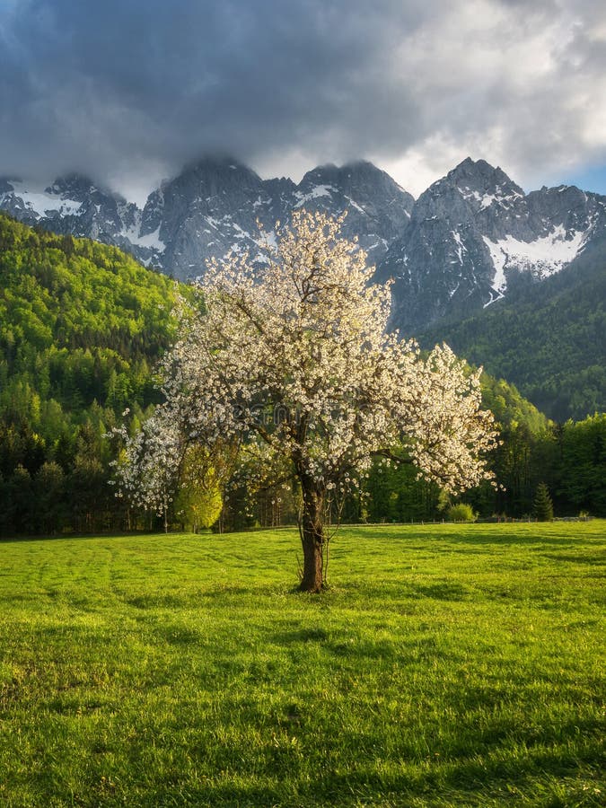 Cherry Tree Under the Mountain Stock Photo - Image of fresh, light ...