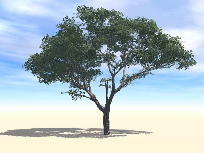 Cherry Tree under sun stock illustration. Illustration of river - 8886917