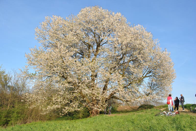 Cherry tree editorial photography. Image of cherry, spring - 79498297
