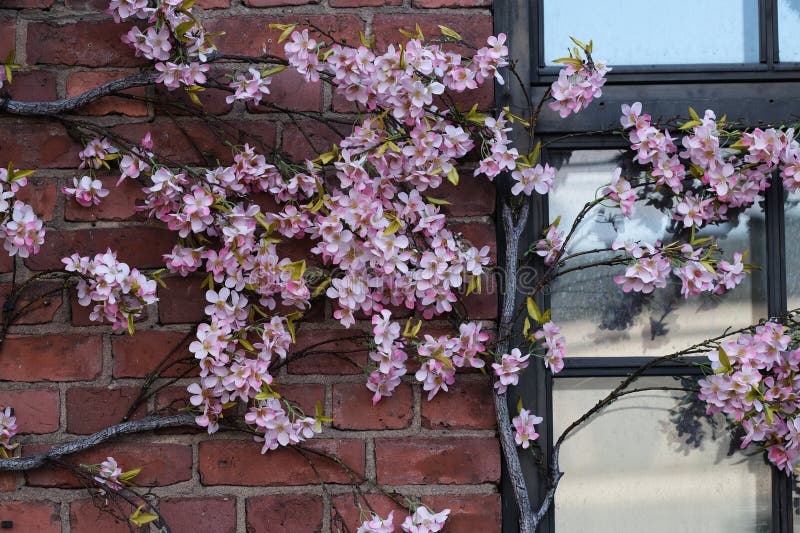 Cherry Tree on a Wall stock photo. Image of flora, branches - 344565488