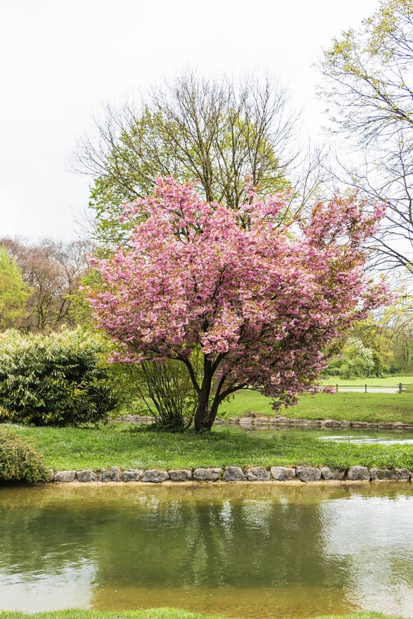 Cherry Tree by Water Garden. High Quality Photo Stock Image - Image of ...