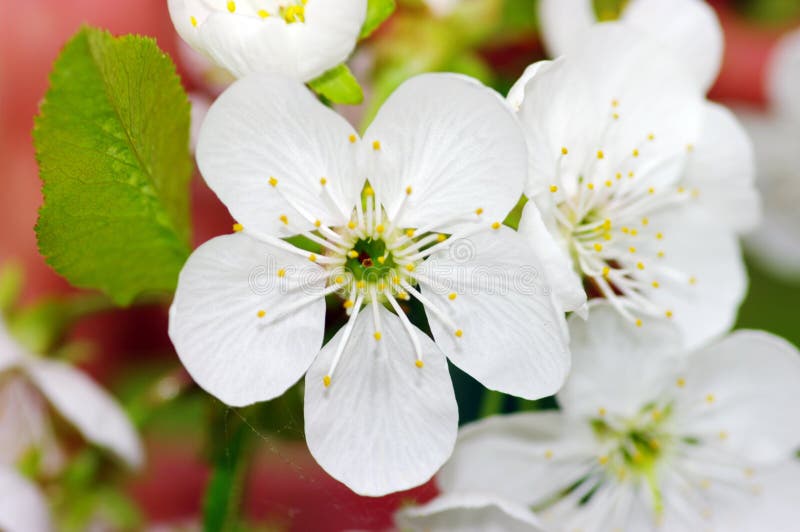 Cherry Tree with White Flowers Stock Image - Image of green, bloom ... Cherry Tree with White Flowers Stock Image - Image of green, bloom ...