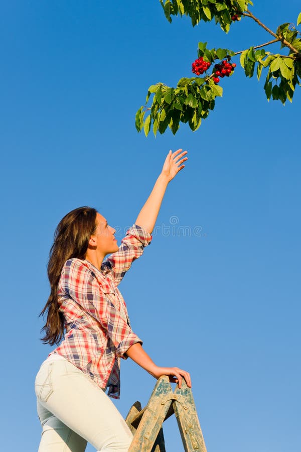 Cherry Tree Woman Reaching High Branch Summer Stock Photos - Free ...