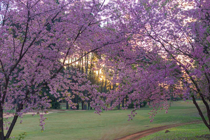 Field Cherry Tree Woods Hanami Stock Image - Image of 2020, sunshine ...
