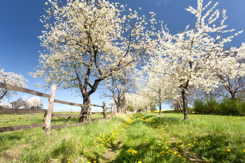Cherry trees stock image. Image of plant, nature, april - 27889463
