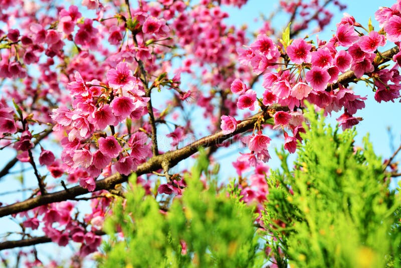 Cherry trees stock photo. Image of idyllic, close, park - 29011228