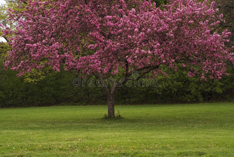 Cherry trees stock photo. Image of magenta, high, blooming - 5196340