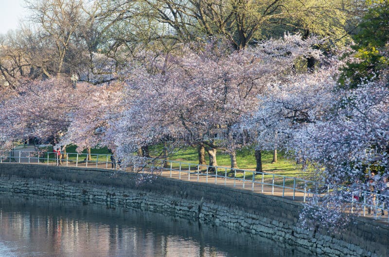 Washington DC Cherry Blossoms Spring Tidal Basin Stock Image - Image of ...