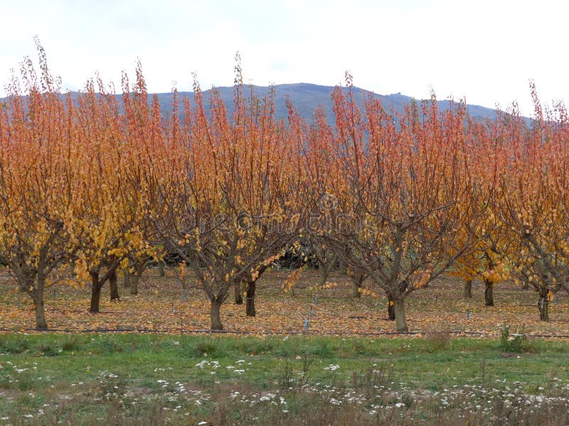 Cherry Trees in Autumn Colors in New Zealand Stock Image - Image of ...