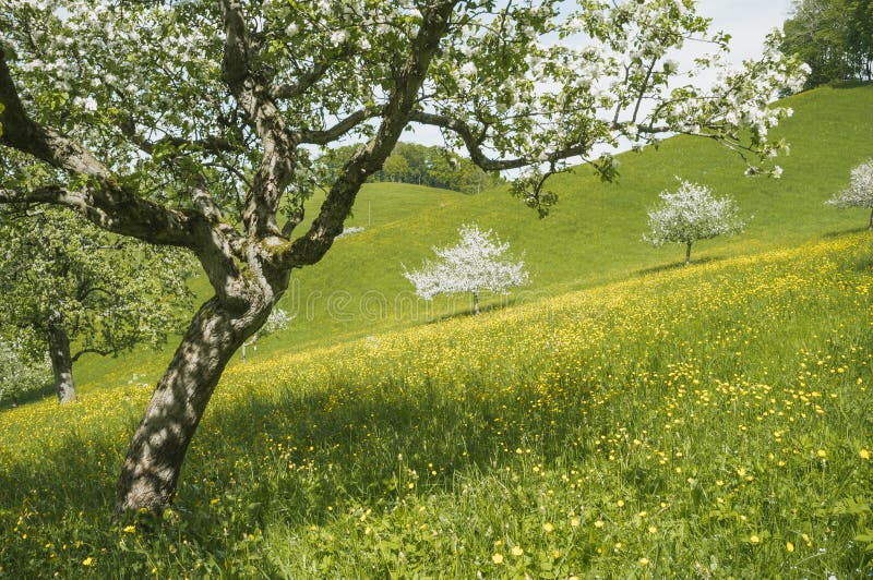 Cherry Trees in Bloom on a Green Field Stock Photo - Image of field ...