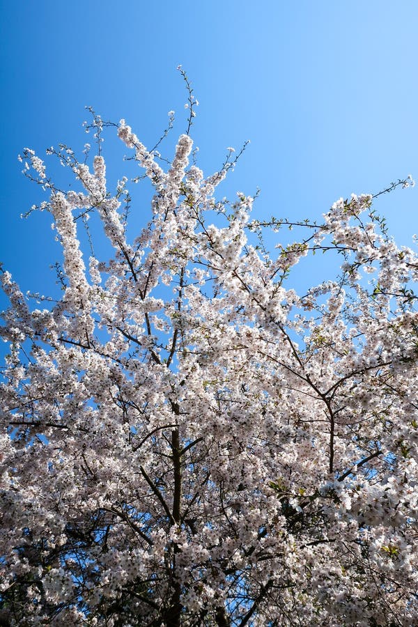 Cherry Trees that Bloom in Spring Stock Photo - Image of bright ...