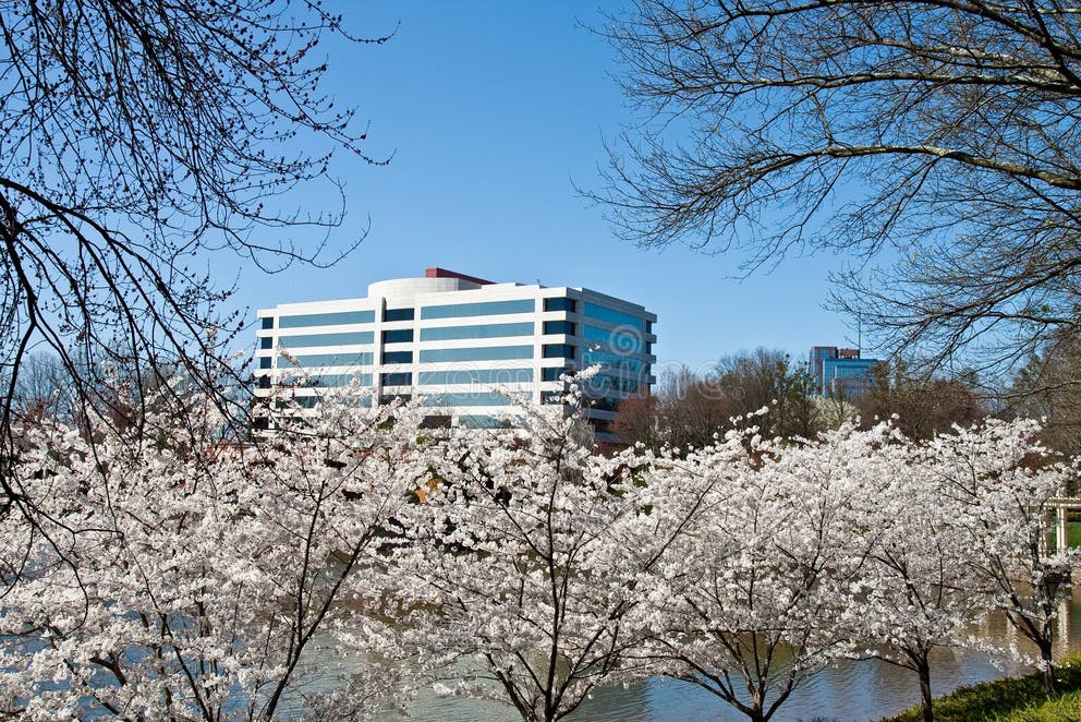 Cherry Trees Blooming on Shore of Lake Stock Image - Image of flowers ...