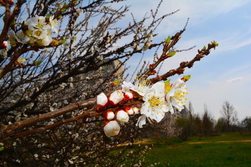 Cherry Trees Blooming in Spring Stock Photo - Image of sunlight ...