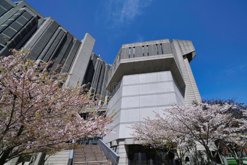 Cherry Trees Blooming at the University of Toronto Stock Image - Image ...