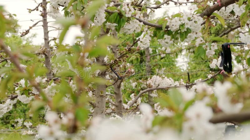 Cherry Trees in Blossom in a Field with the Wind Moving the Trees Stock ...