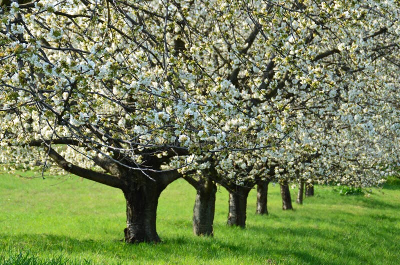 Cherry trees stock photo. Image of province, pomiculture - 64201622