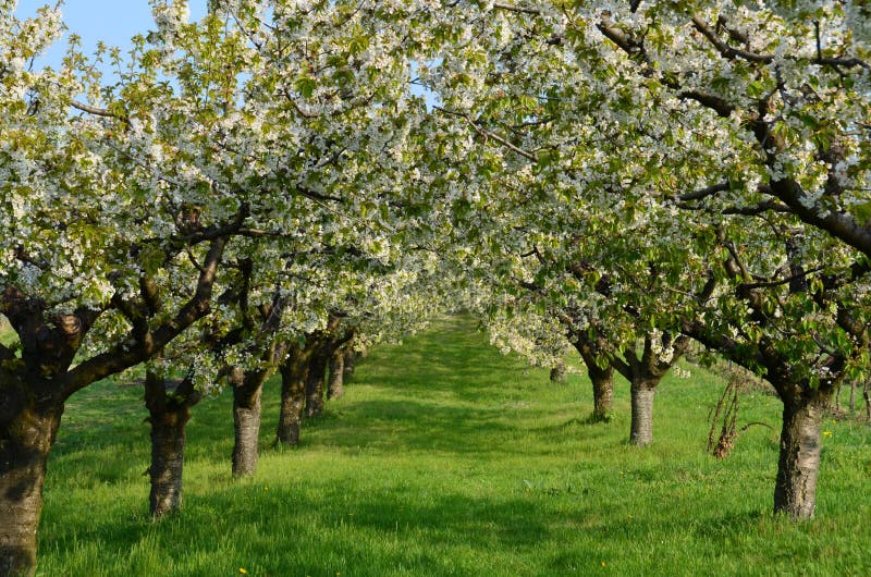 Cherry trees stock image. Image of natural, green, outside - 64201651