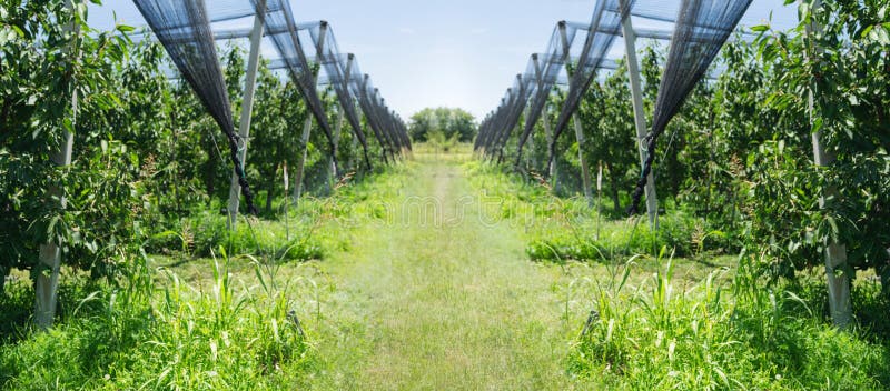 Cherry Trees Covered with Net on an Organic Fruit Farm Stock Image ...