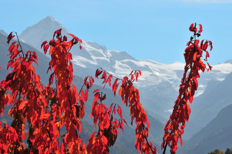 Cherry Trees in the Fall in the Swiss Alps Stock Image - Image of ...