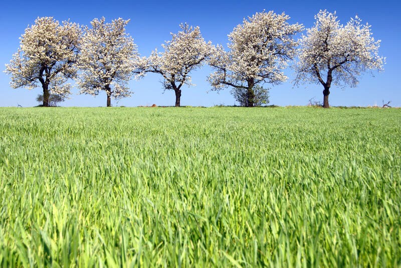 Cherry-trees and fields stock photo. Image of green, flora - 23811208