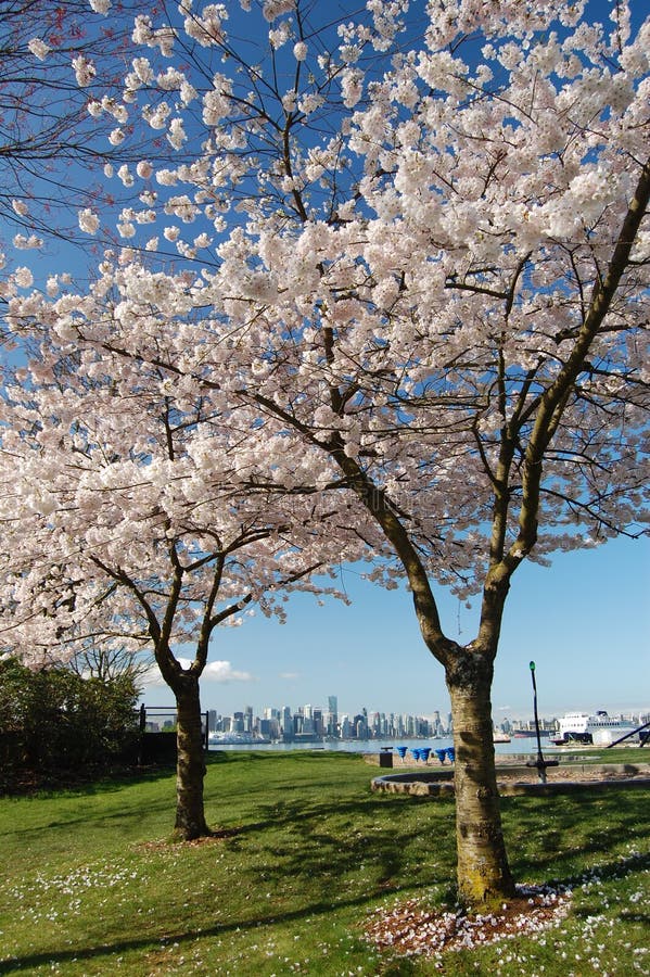 Vancouver in spring stock image. Image of spring, cherry - 30094467