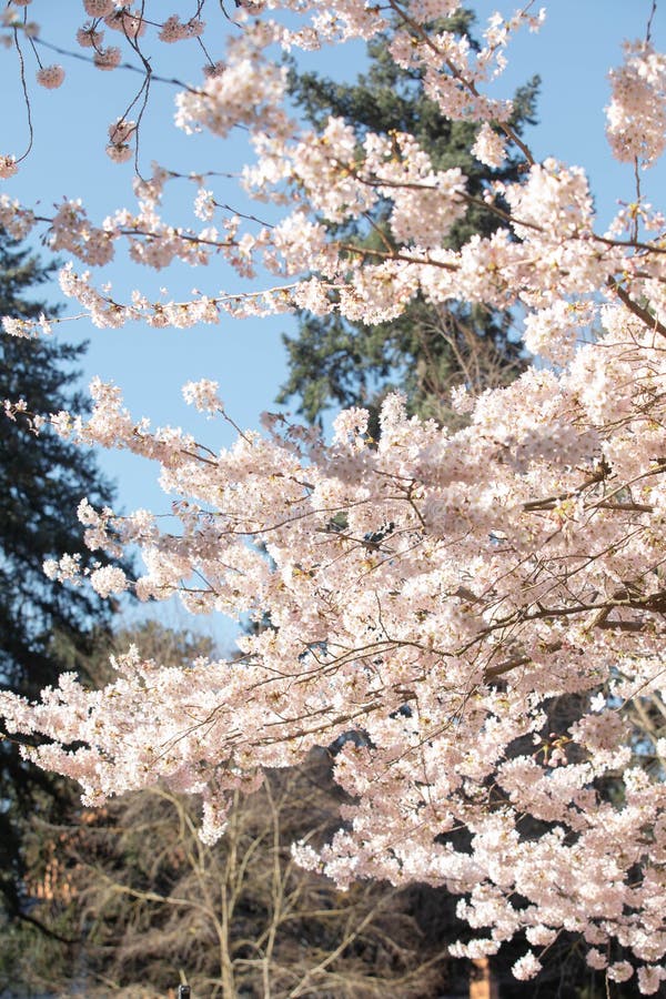 Cherry Trees in Front of a Building Stock Photo - Image of buds ...