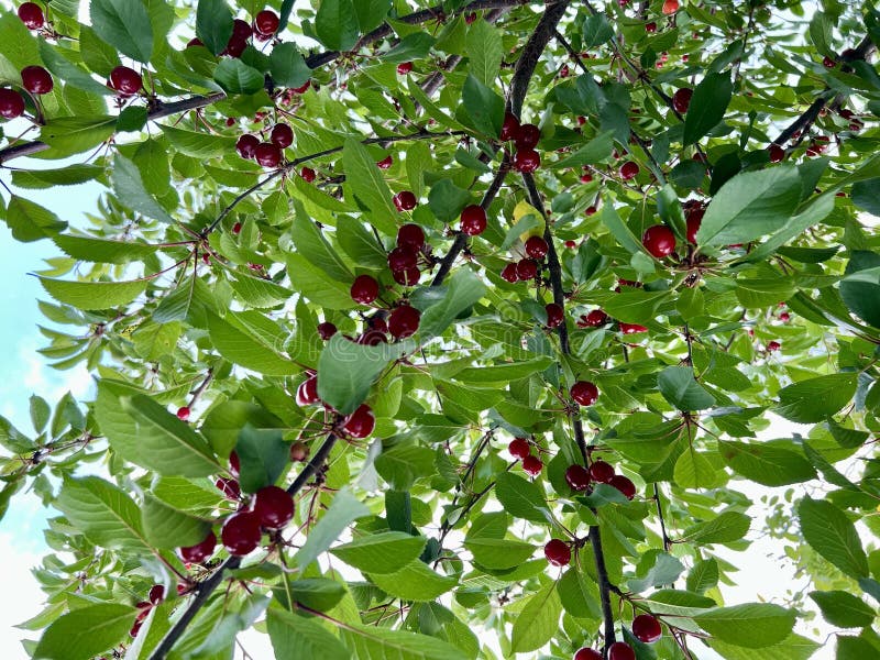 Cherry on the trees Fruits stock photo. Image of market - 385011772