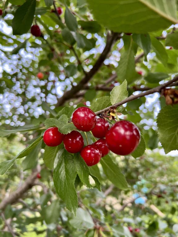 Cherry on the trees Fruits stock photo. Image of orchard - 385011780