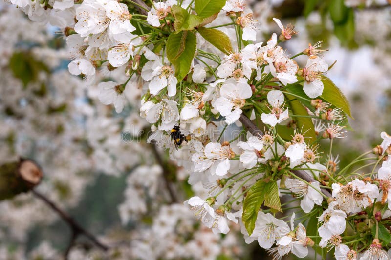 Cherry Trees in Full Bloom in Germany. Bumblebee on a Cherry Blossom ...