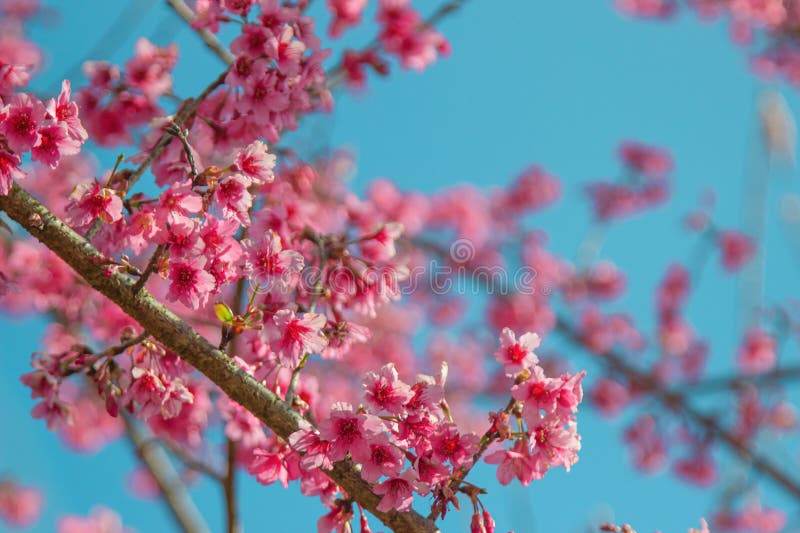 Cherry Trees in Full Bloom on a Tree-lined Avenue with a Sky in the ...
