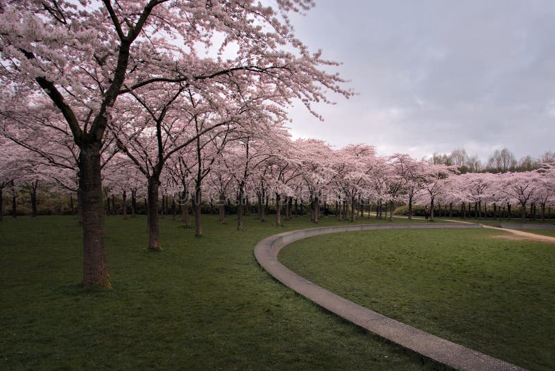 Cherry trees in full bloom stock photo. Image of golden - 239436784