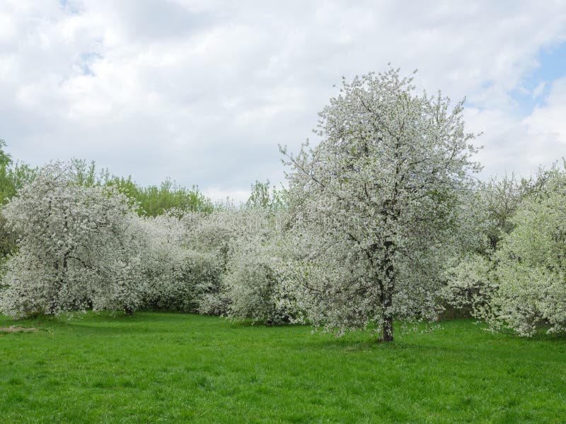 Cherry Trees on a Green Meadow Against a Cloudy Sky with Clouds Stock ...