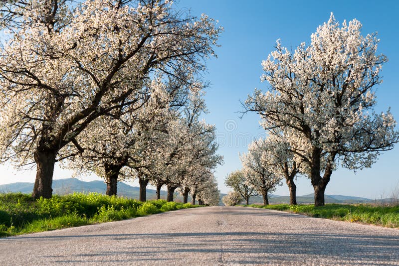 Cherry trees line stock photo. Image of fresh, grass - 31201940