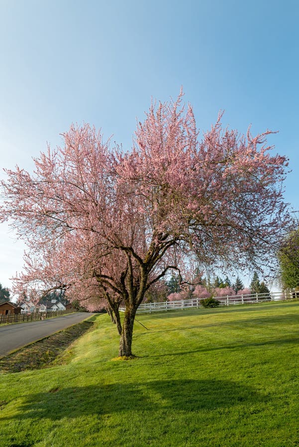 Cherry Trees in a Line by the Road in a Field of Green Grass Stock ...