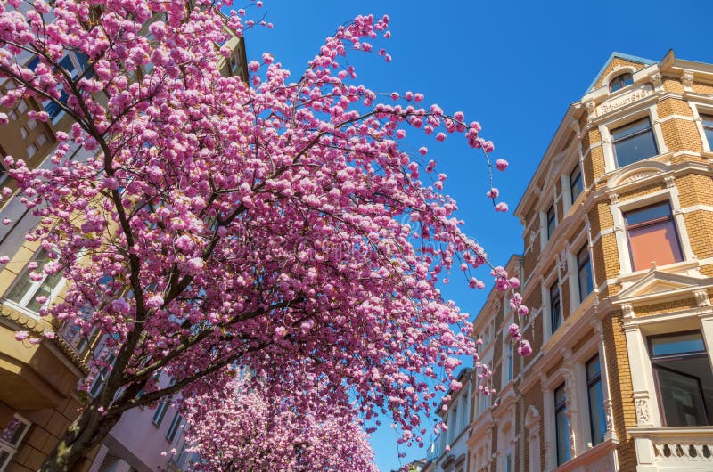 Cherry Trees in the Old Town of Bonn, Germany Stock Photo - Image of ...