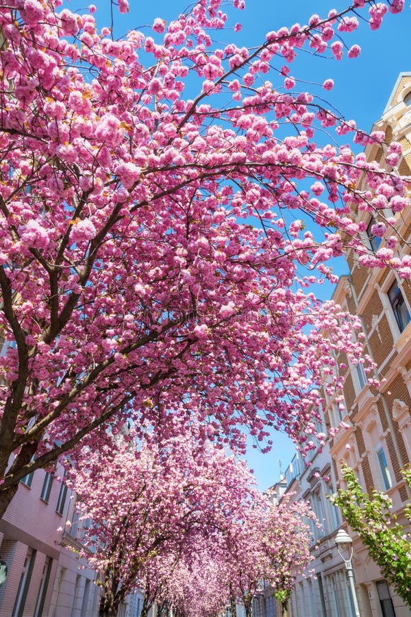 Cherry Trees in the Old Town of Bonn, Germany Stock Photo - Image of ...