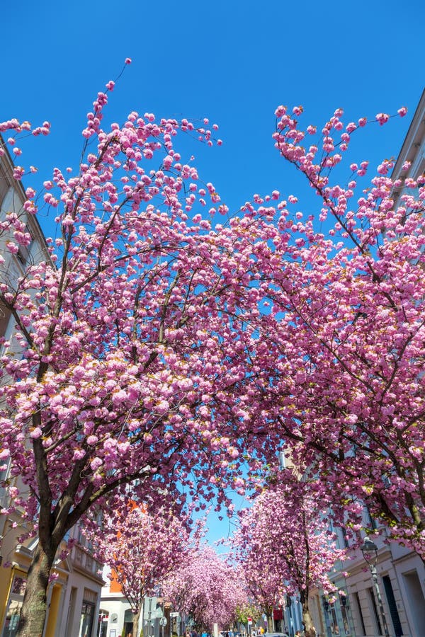Cherry Trees in the Old Town of Bonn, Germany Stock Photo - Image of ...