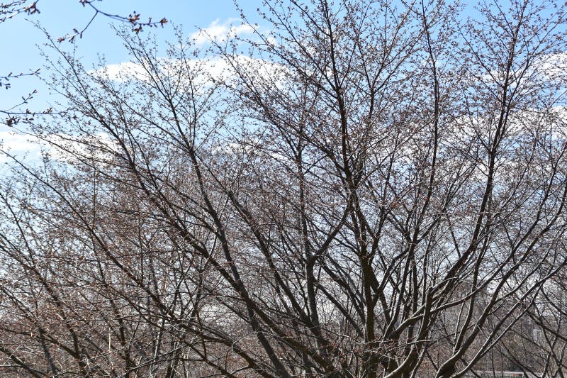 Cherry Trees in April stock image. Image of branches - 377115957