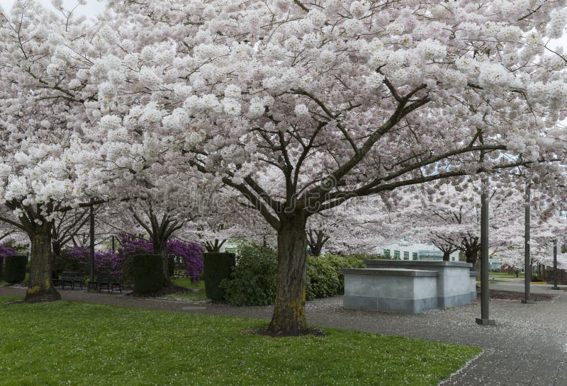 Cherry Trees in the Park stock photo. Image of green - 67673254