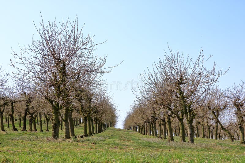 Cherry Trees Plantation in Spring Time Stock Image - Image of green ...