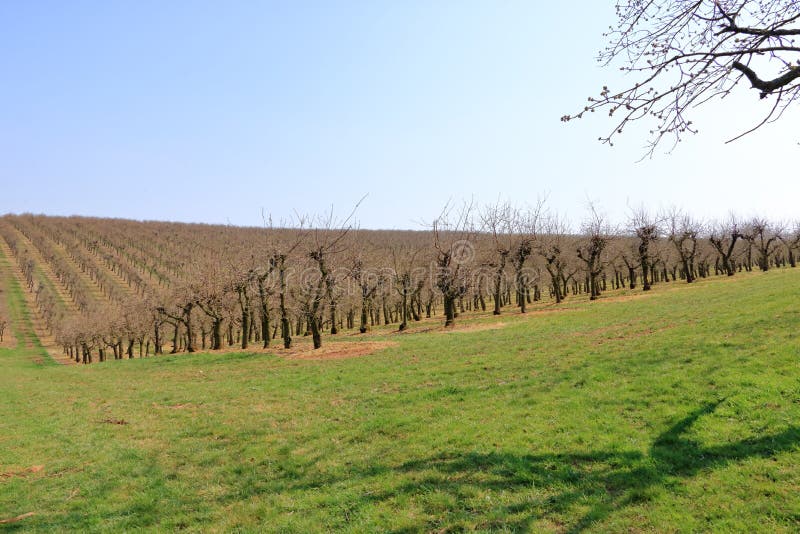 Cherry Trees Plantation in Spring Time Stock Photo - Image of food ...