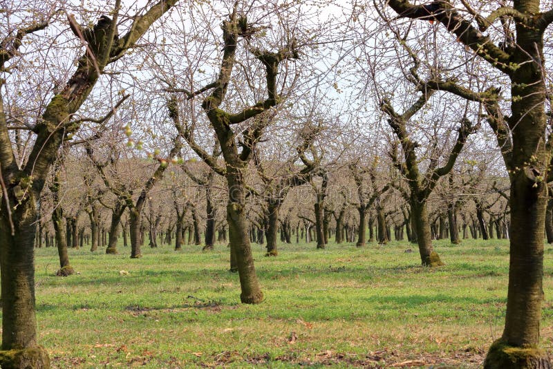Cherry Trees Plantation in Spring Time Stock Image - Image of flora ...