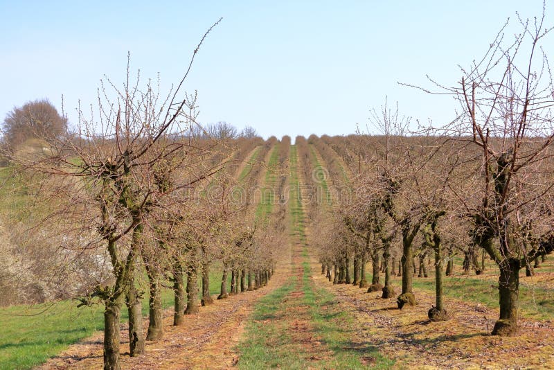Cherry Trees Plantation in Spring Time Stock Image - Image of food ...